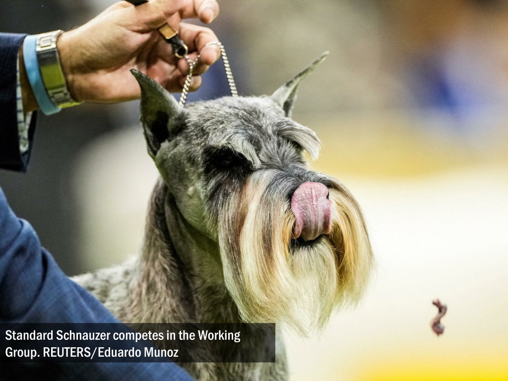 PPT - Westminster Dog Show 2025 PowerPoint Presentation, free download ...