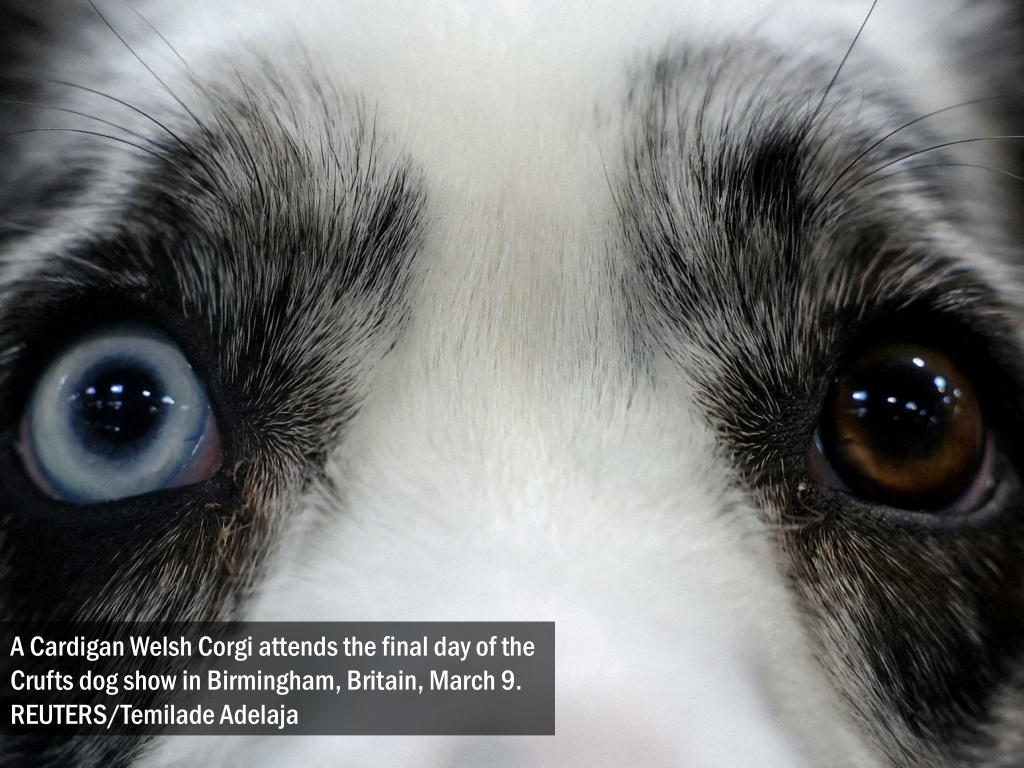 PPT - Whippet wins top pooch at world's biggest dog show PowerPoint ...