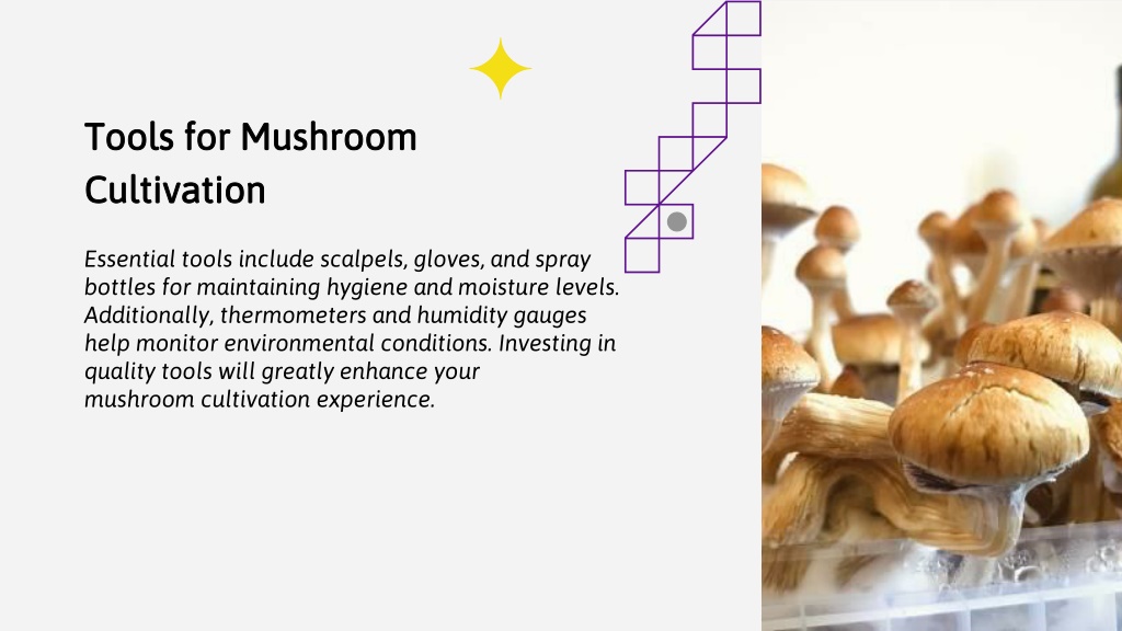PPT - Essential Supplies for Successful Mushroom Cultivation PowerPoint ...
