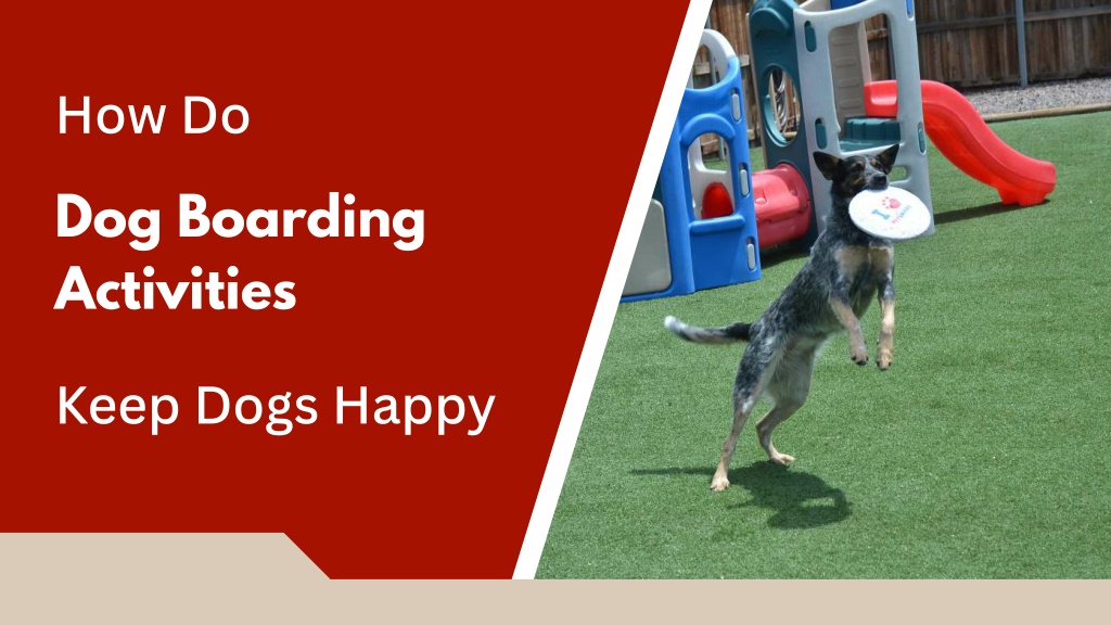 PPT - Engaging Stays That Keep Dogs Active and Calm PowerPoint ...