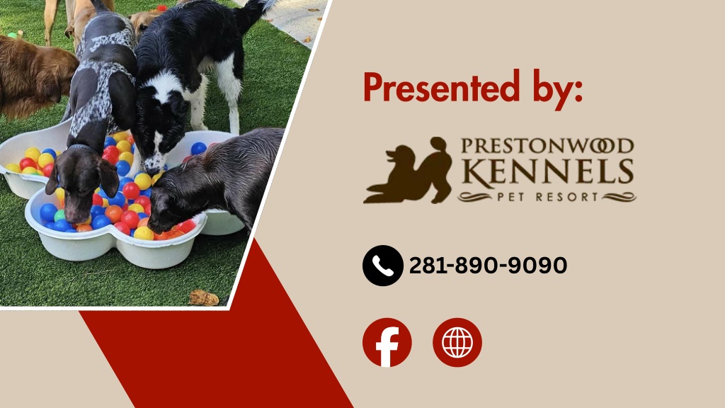 PPT - Engaging Stays That Keep Dogs Active and Calm PowerPoint ...
