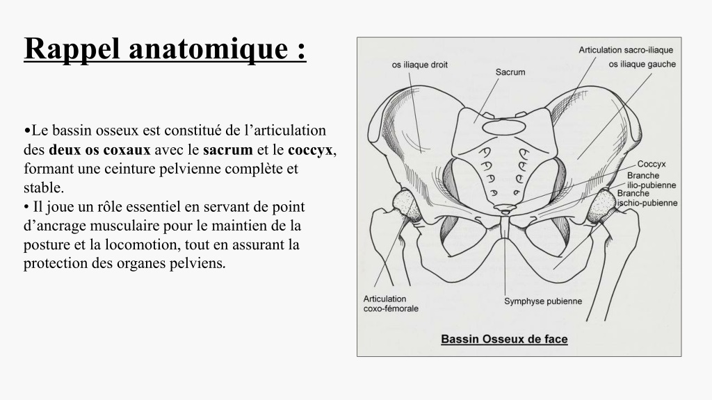 PPT - Sémiologie radiographique du bassin PowerPoint Presentation, free ...