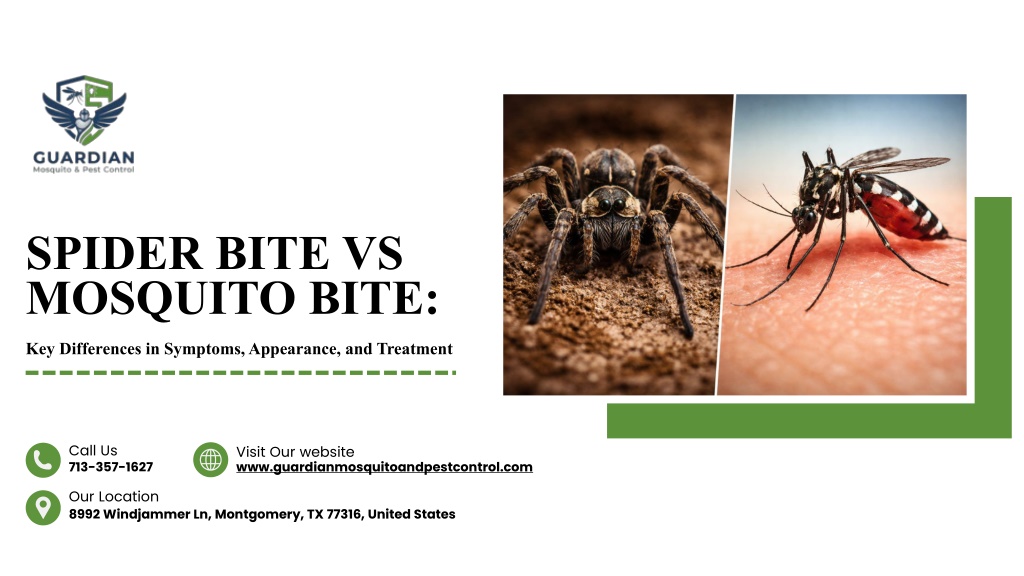 PPT - Identifying Spider and Mosquito Bites for Proper Treatment ...